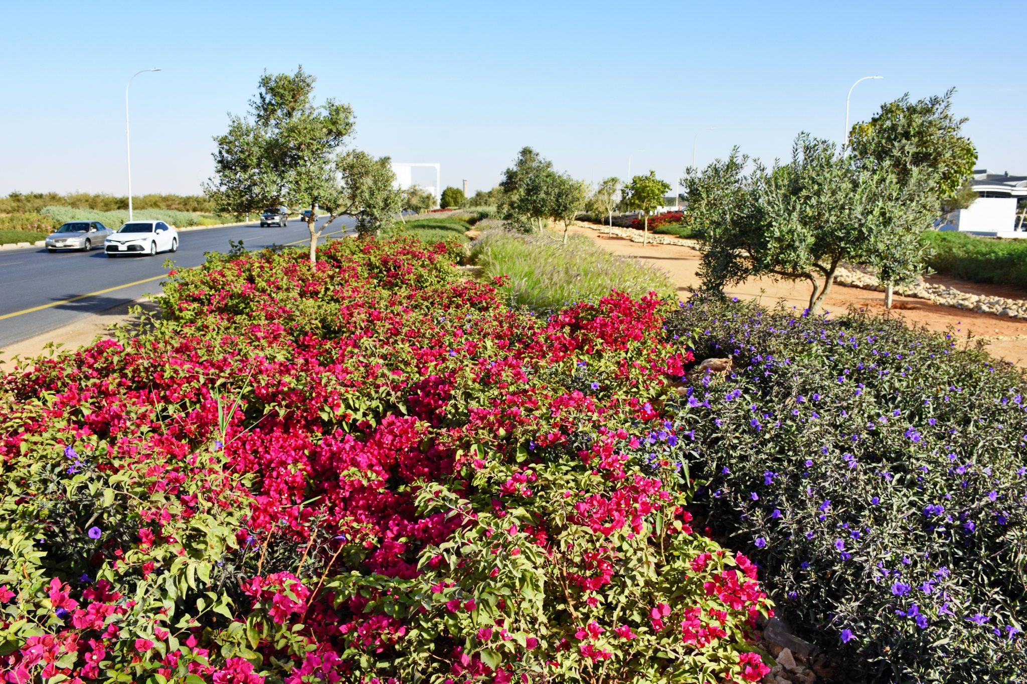 Green Riyadh Program - Royal Commission for Riyadh City